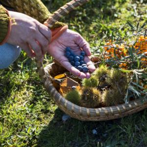 Foraging Guide | lady.co.uk